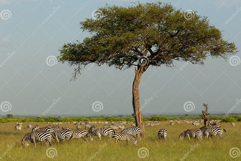 Herd of Zebras Under a Tree Stock Image - Image of mammals, herd: 171045977