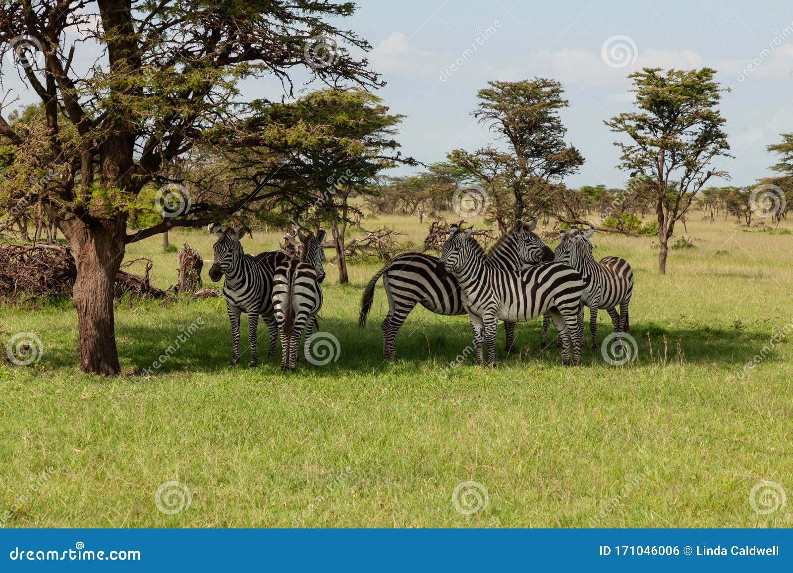 Herd of Zebras Under a Tree Stock Photo - Image of maasai, zebras ...
