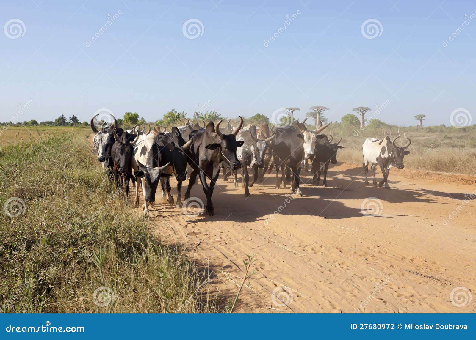 Herd of zebu stock photo. Image of herd, africa, walking - 27680972