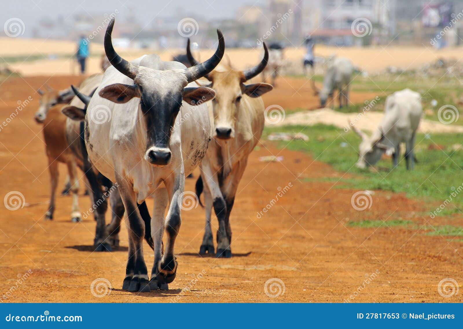 Herd of zebus stock image. Image of zebu, impressive - 27817653