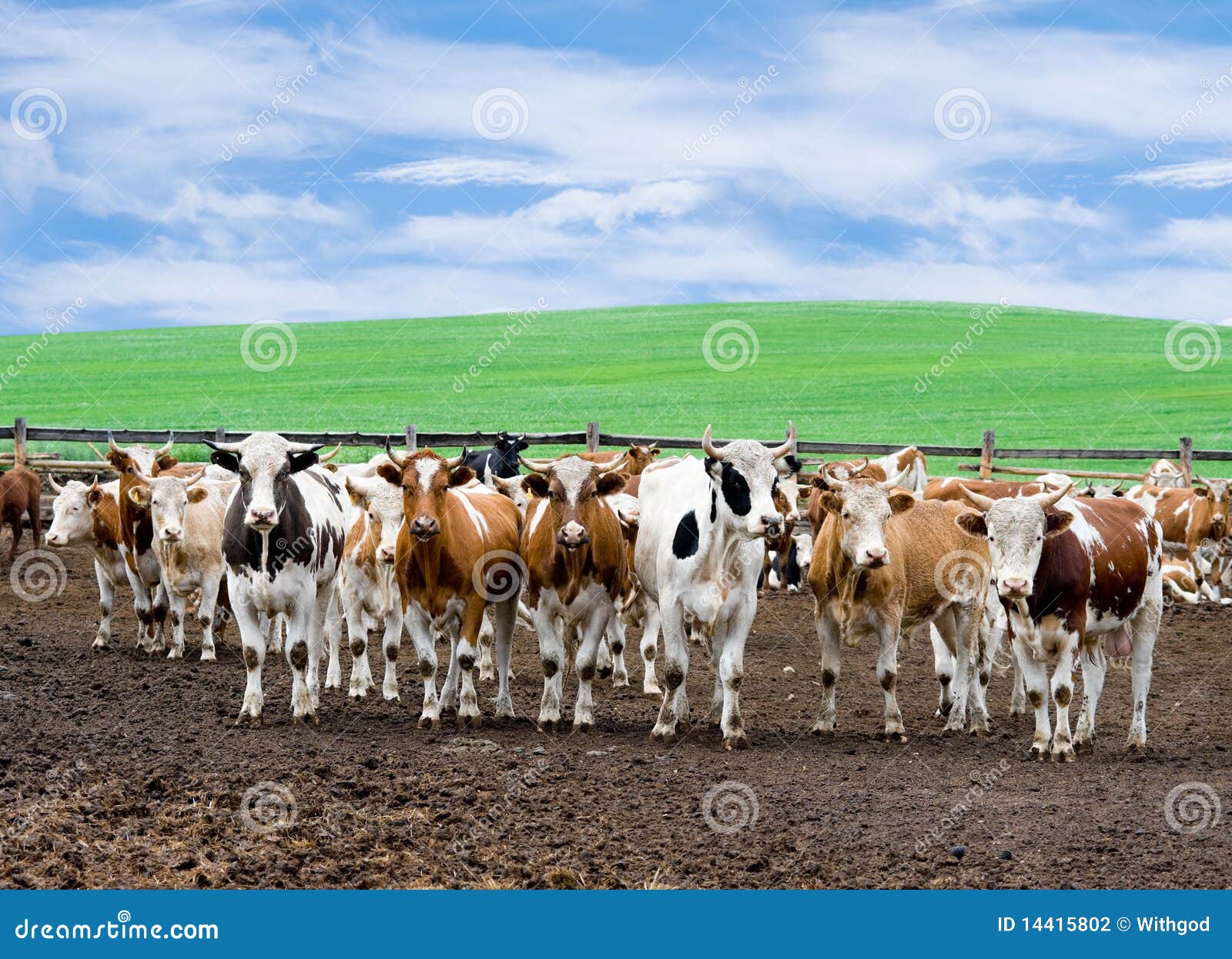 Herde Der Mastvieh am Bauernhof Stockfoto - Bild von bedingung, brut ...