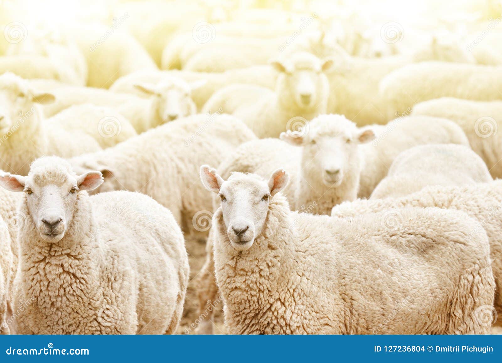 Herde von Schafen stockfoto. Bild von mutterschaf, vlies - 127236804