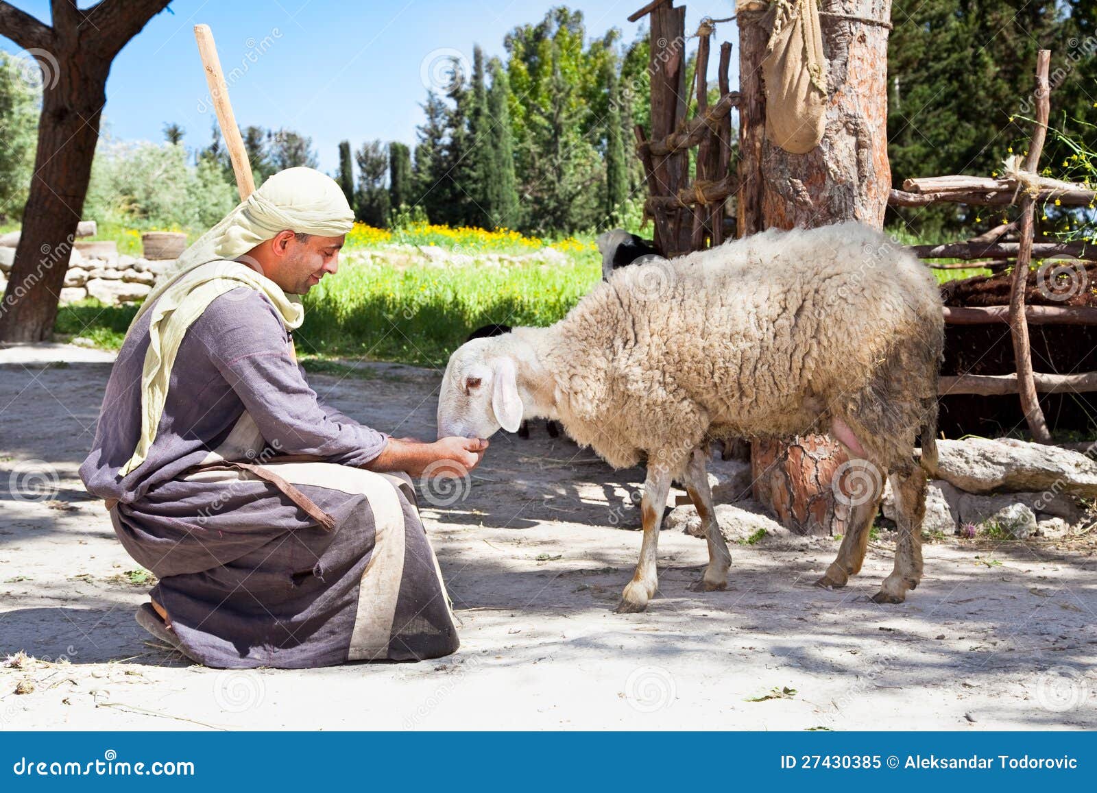 Herder feed his sheep editorial image. Image of fence - 27430385
