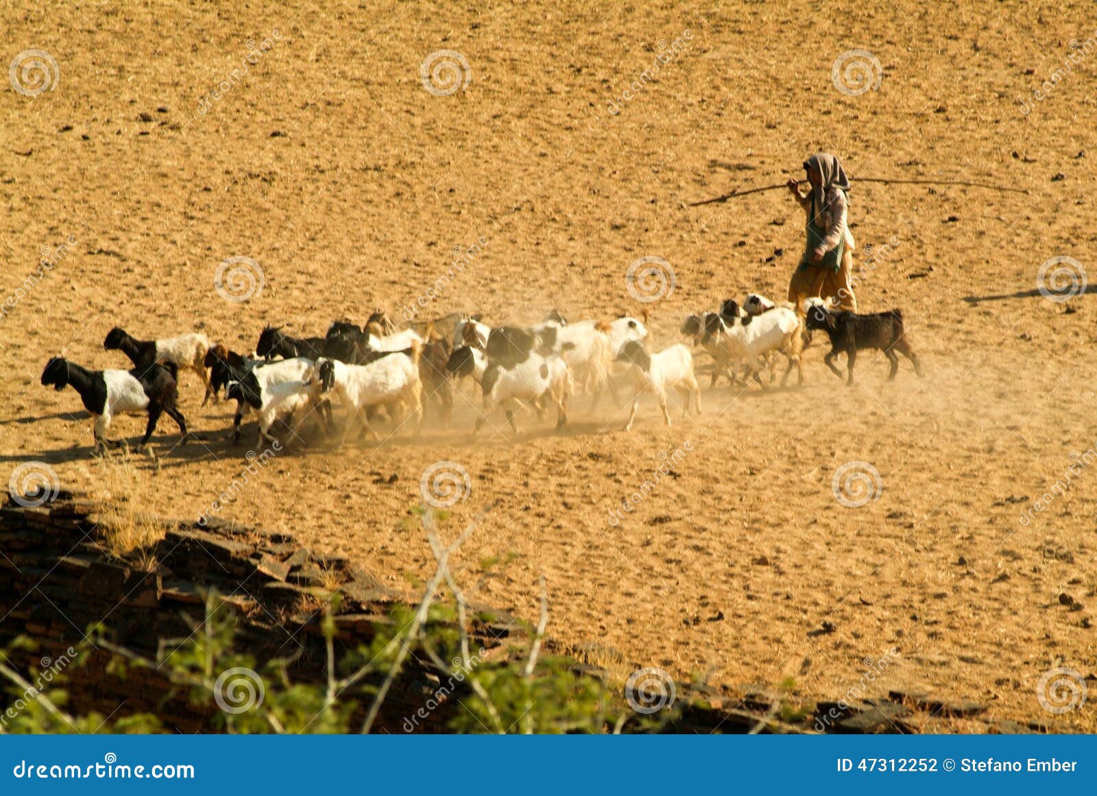 Herder with Goats at the Archaeological Site of Bagan on Myanmar ...