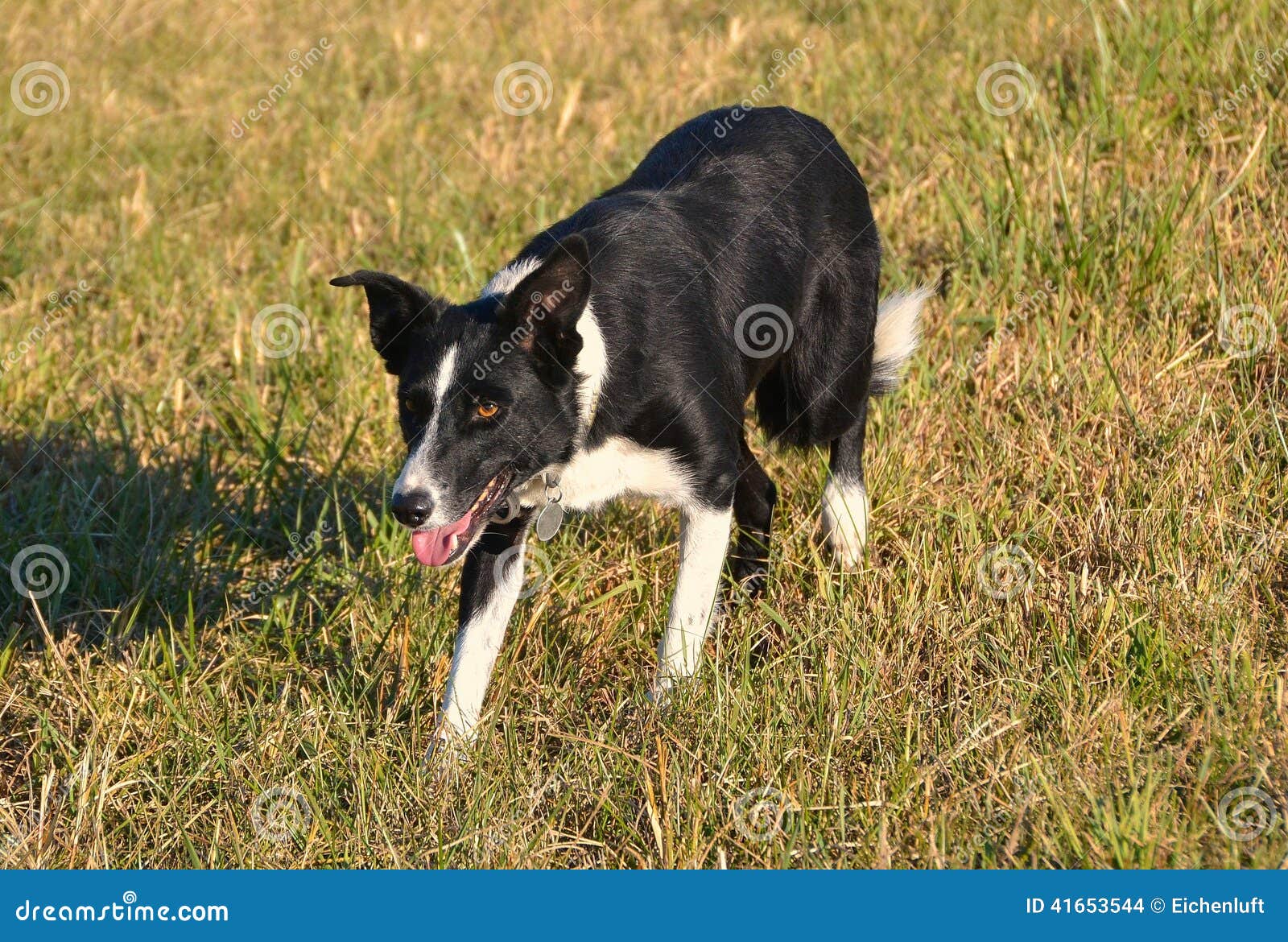 Herding 18 stock photo. Image of working, watching, farmland - 41653544