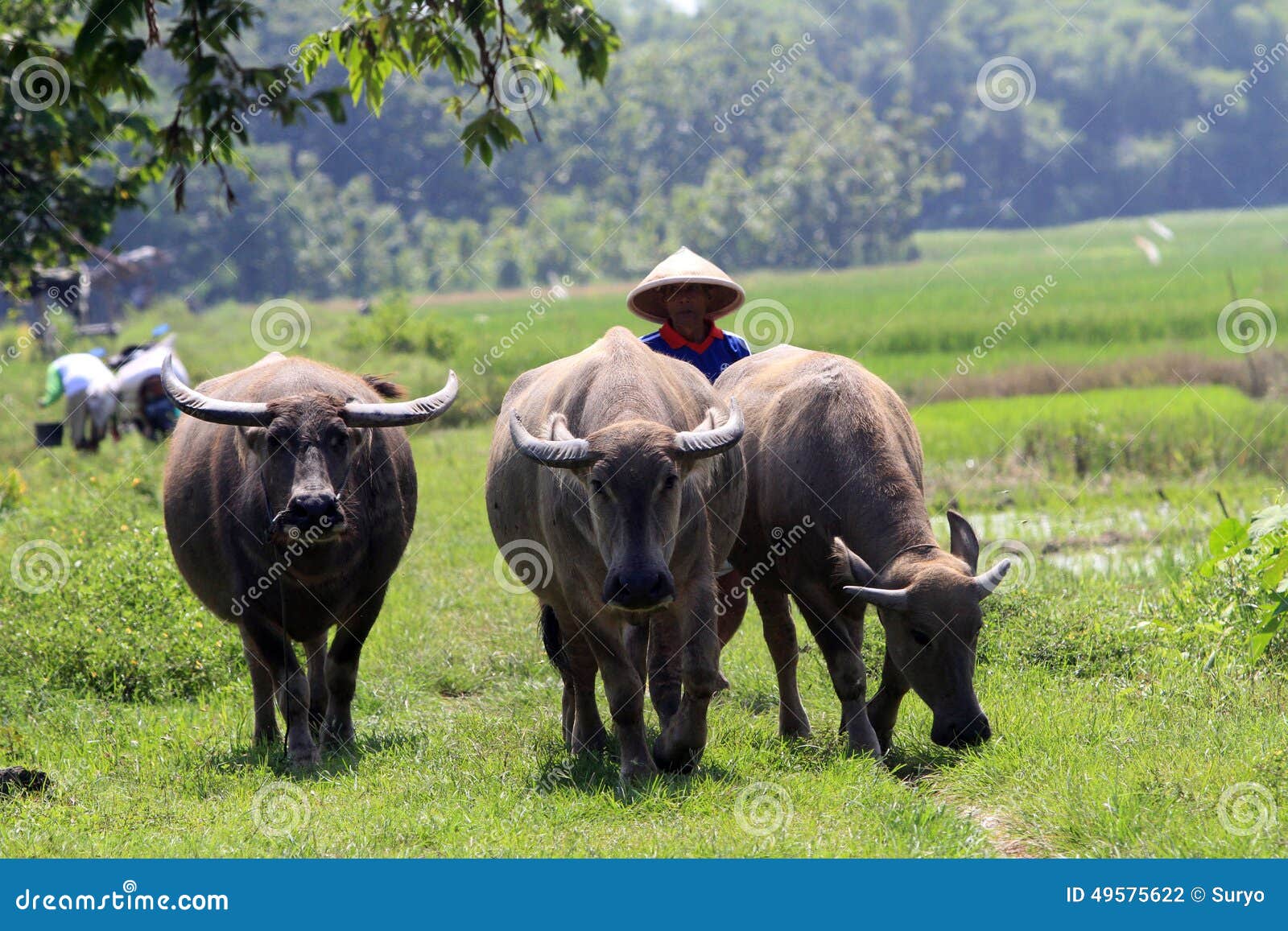 Herding buffalo editorial photography. Image of village - 49575622