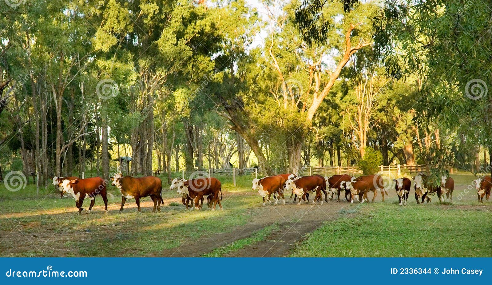 Herding of cattle stock photo. Image of live, land, farming - 2336344