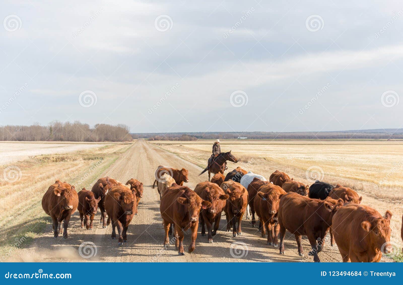 Herding Cattle Down a Dirt Road Stock Photo - Image of rural, livestock ...