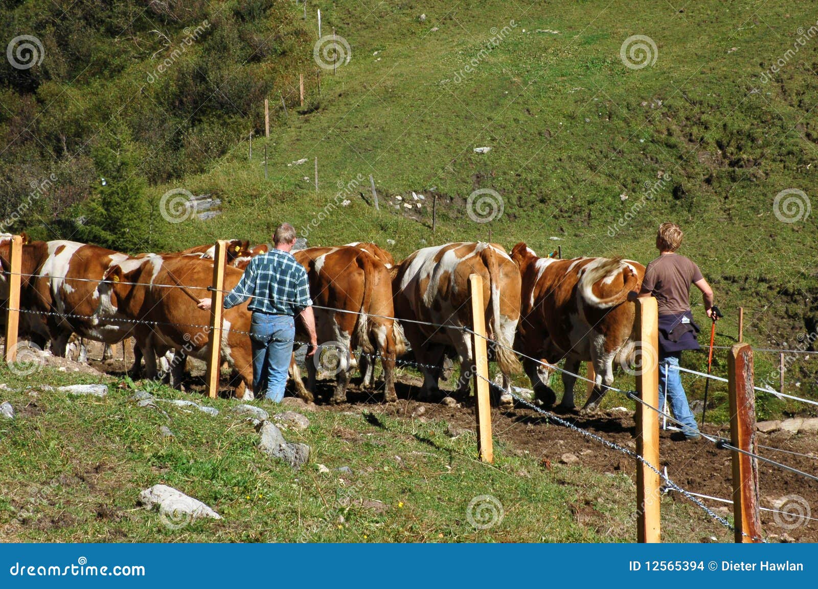 Herding Cows stock photo. Image of bovine, animal, horns - 12565394
