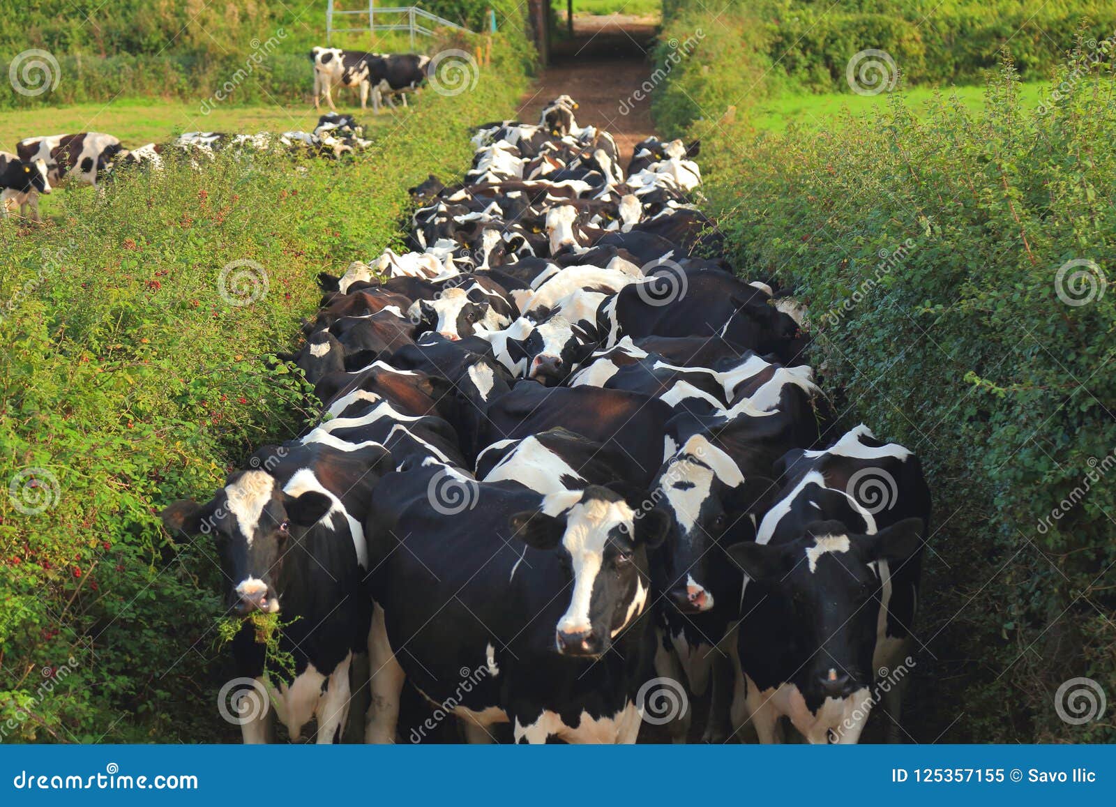 Herding Cows from Field To Barn. Stock Image - Image of herd ...