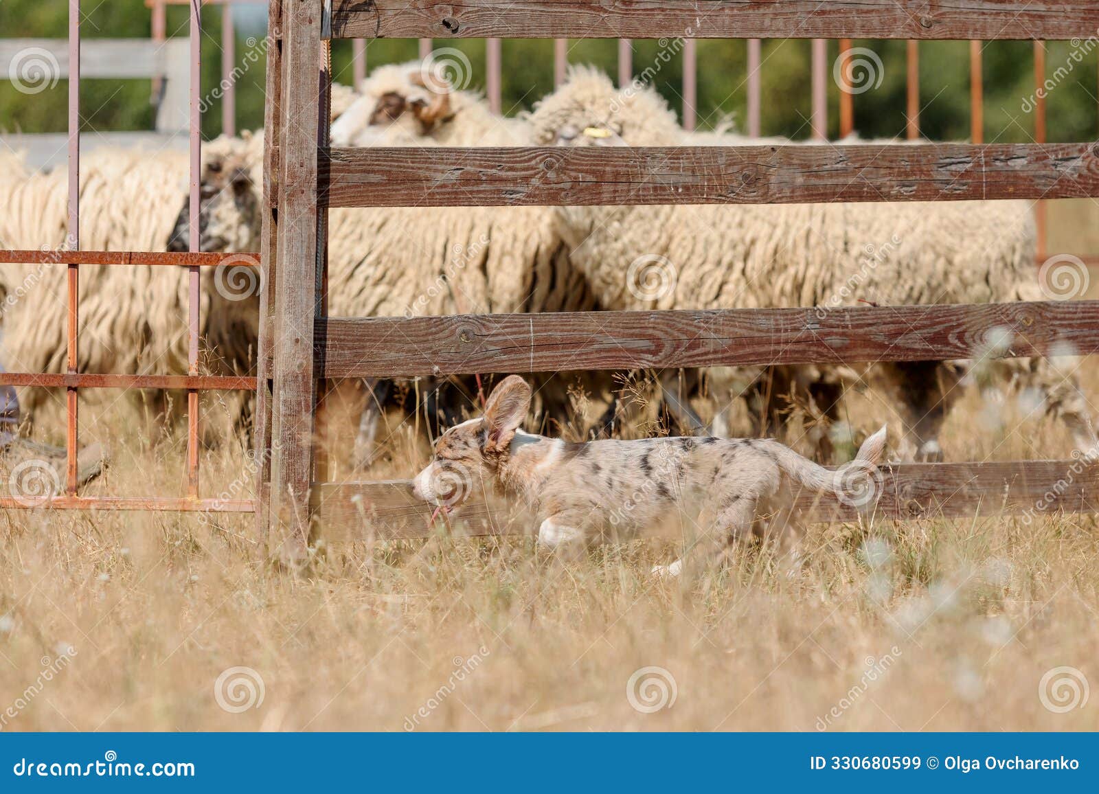 Herding Dog Guiding Sheep in Pasture Stock Image - Image of traditional ...