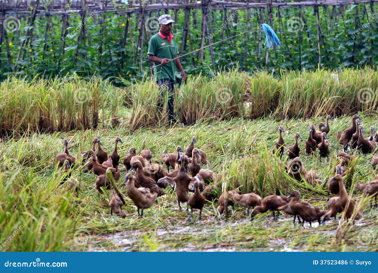 Herding ducks editorial photo. Image of duck, resident - 37523486