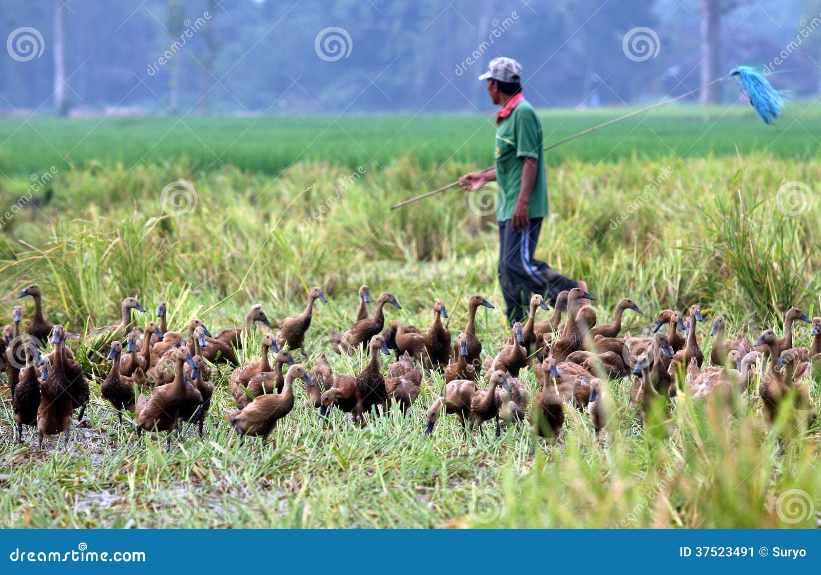 Herding ducks editorial photo. Image of bird, duck, grassland - 37523491