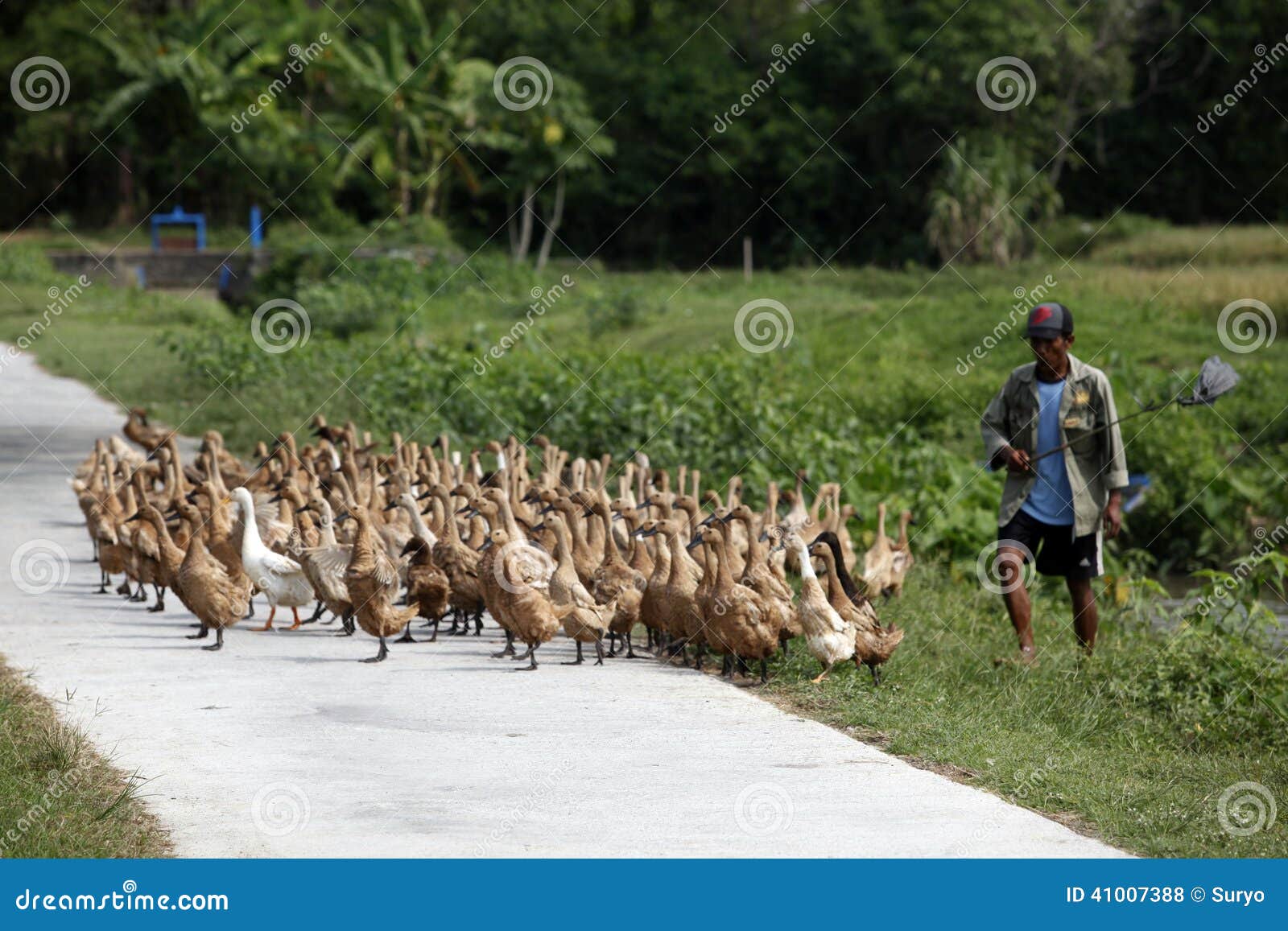 Herding ducks editorial stock photo. Image of animal - 41007388