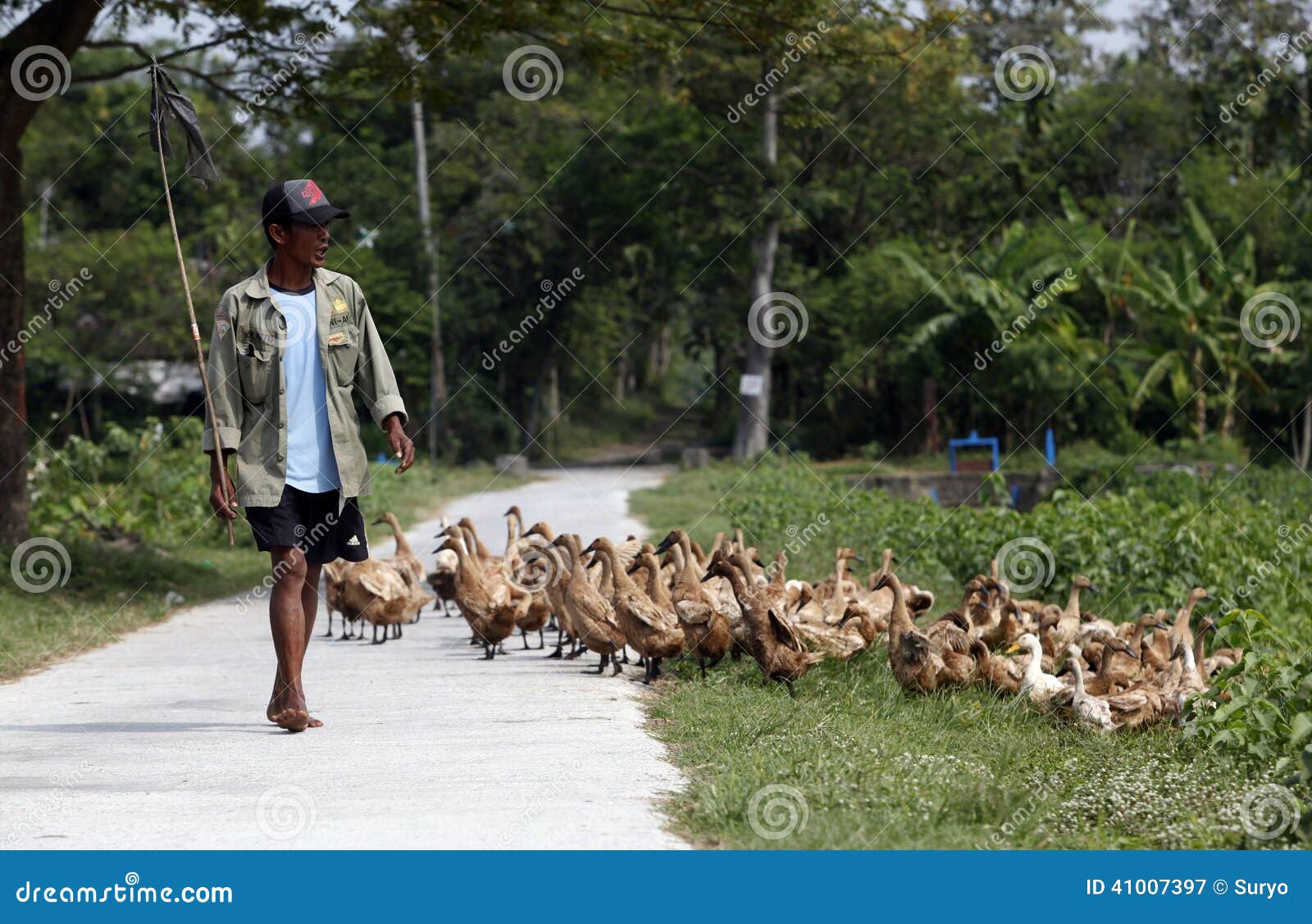 Herding ducks editorial photography. Image of indonesia - 41007397