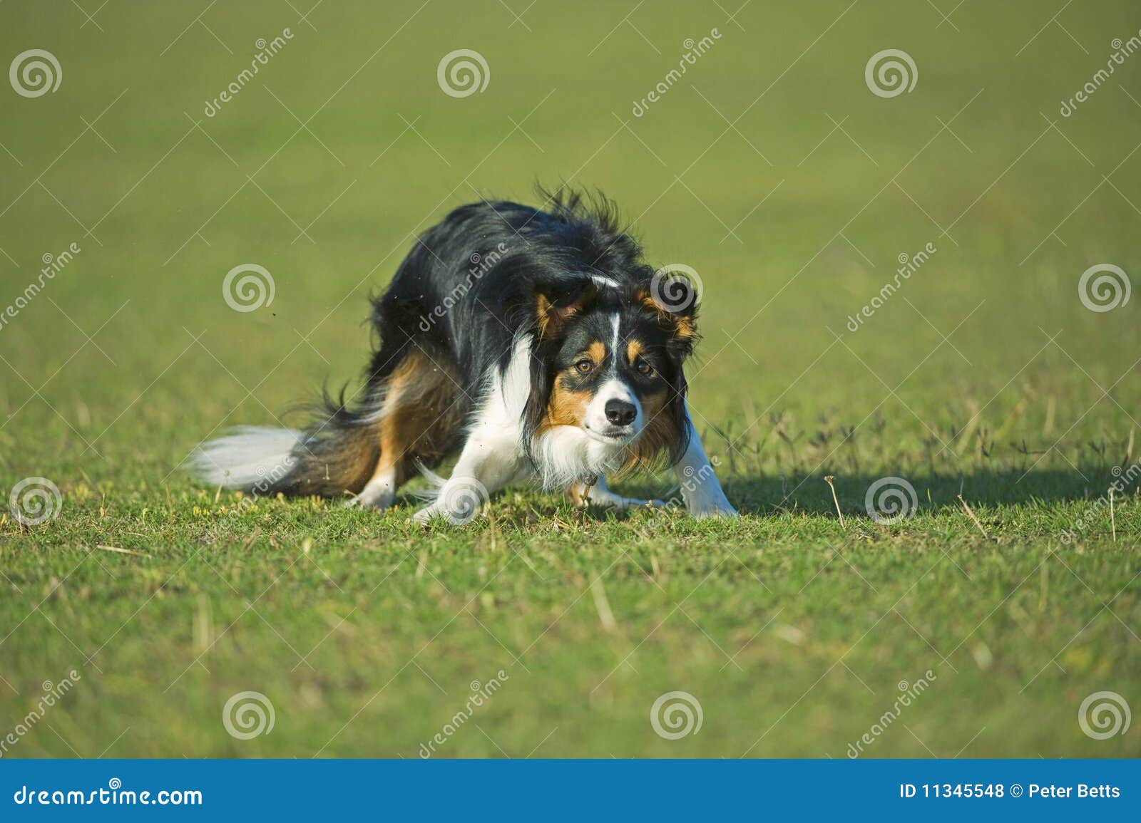 Herding Instinct stock photo. Image of green, instinct - 11345548