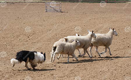 Herding the Sheep stock image. Image of woolly, sheepdog - 664261