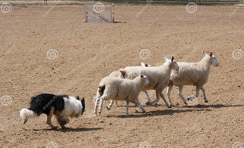 Herding the Sheep stock image. Image of woolly, sheepdog - 664261