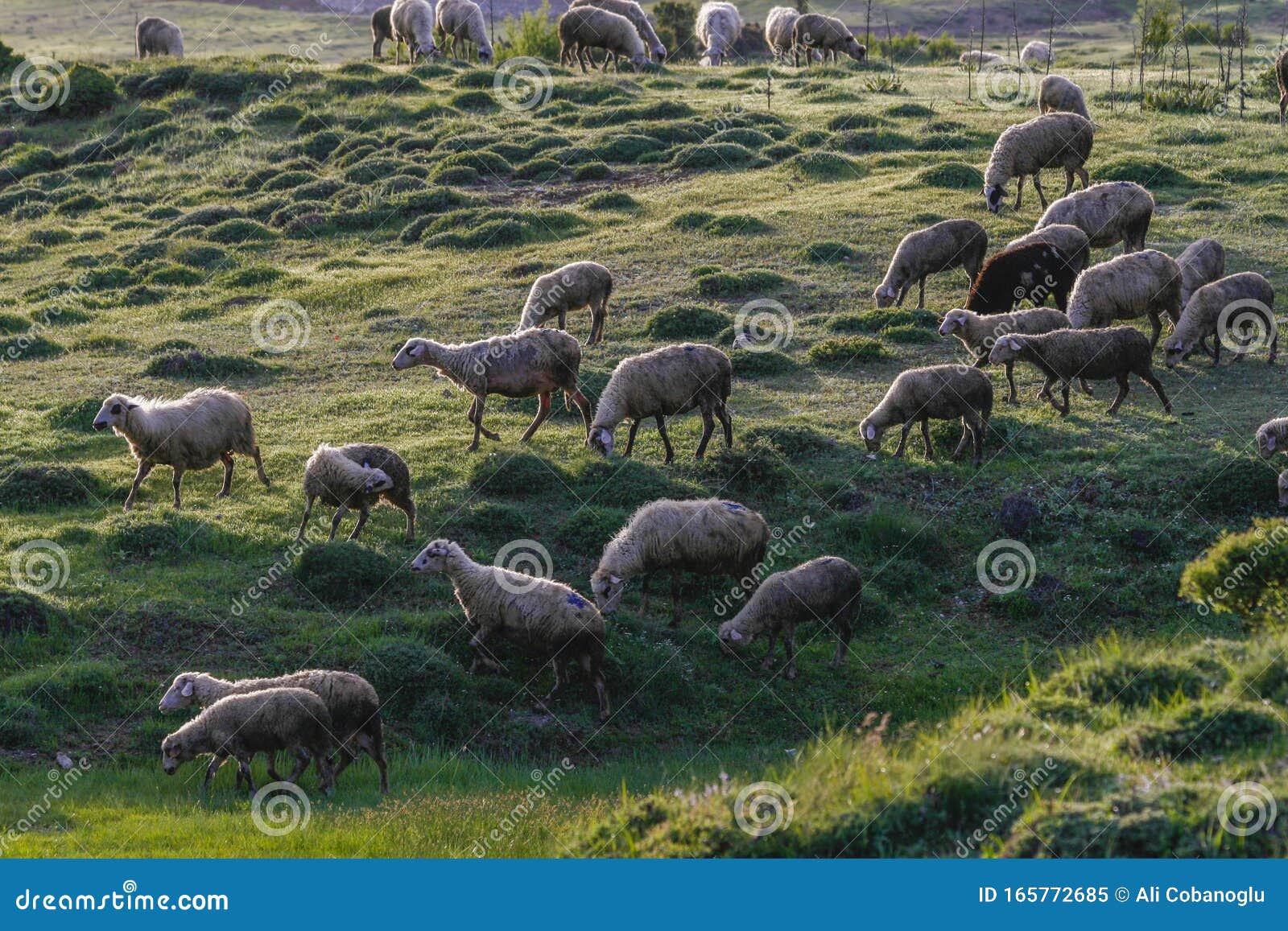 Herding Sheep in Green-coloured Grassland in Turkey Stock Image - Image ...