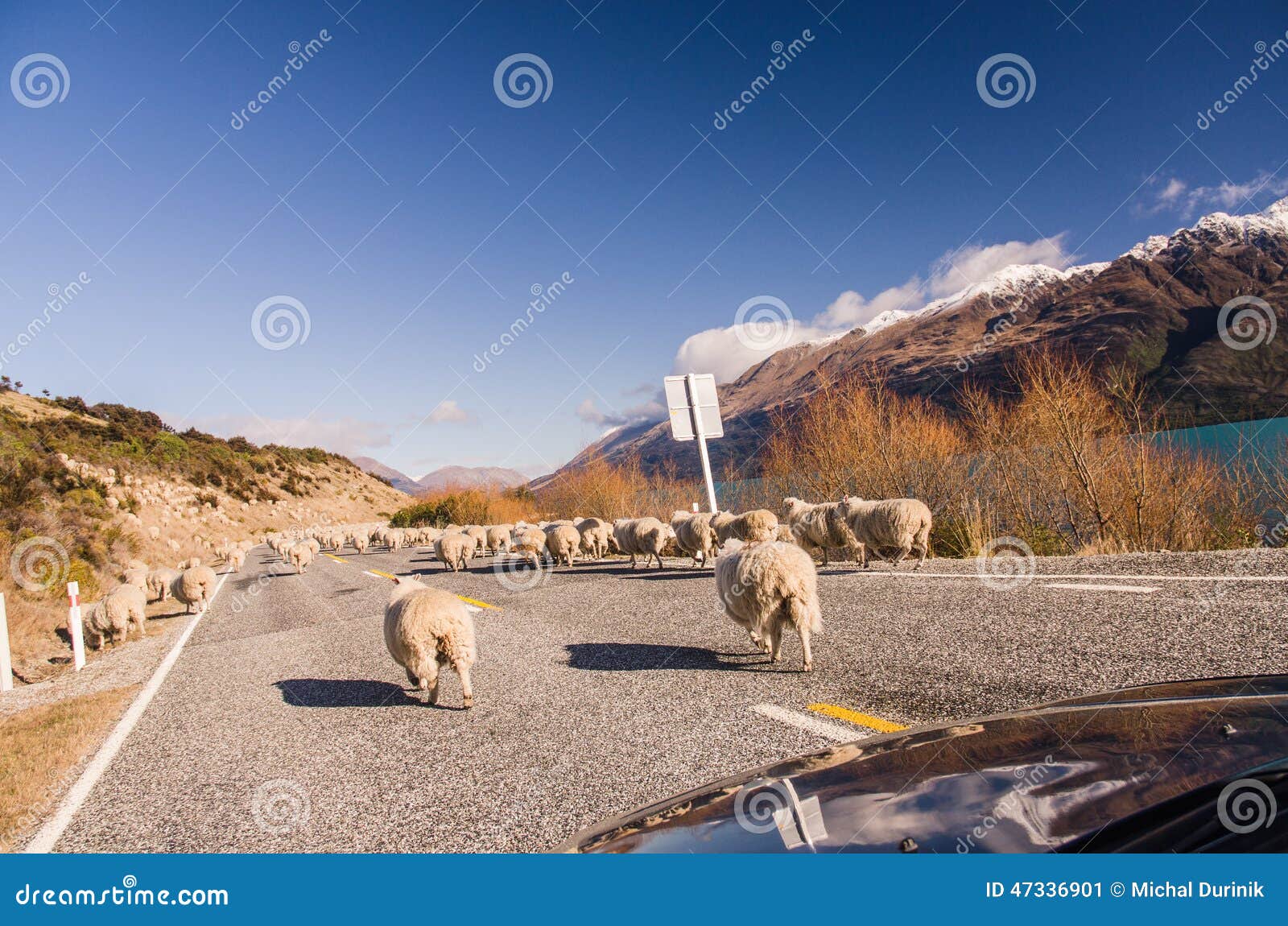 Herding sheep on the road stock image. Image of field - 47336901