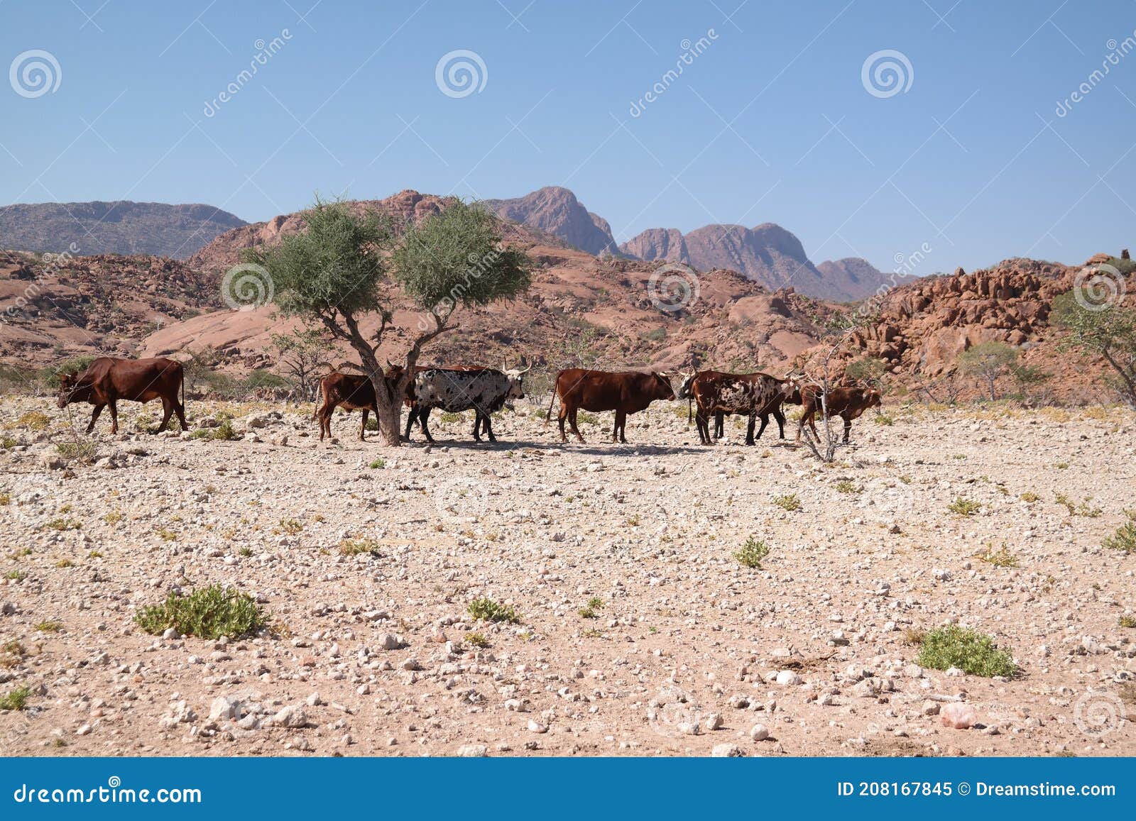 Namibian Desert Cattle stock image. Image of desert - 208167845