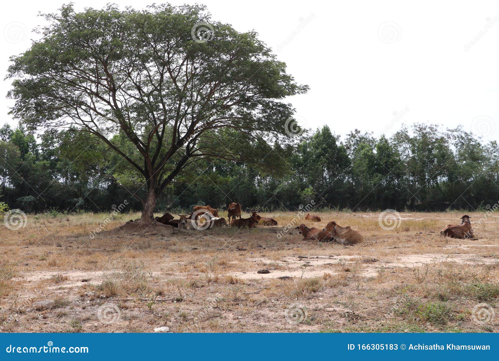 Herds of Cows Laying Down in the Grassland Under the Tree Stock Image ...