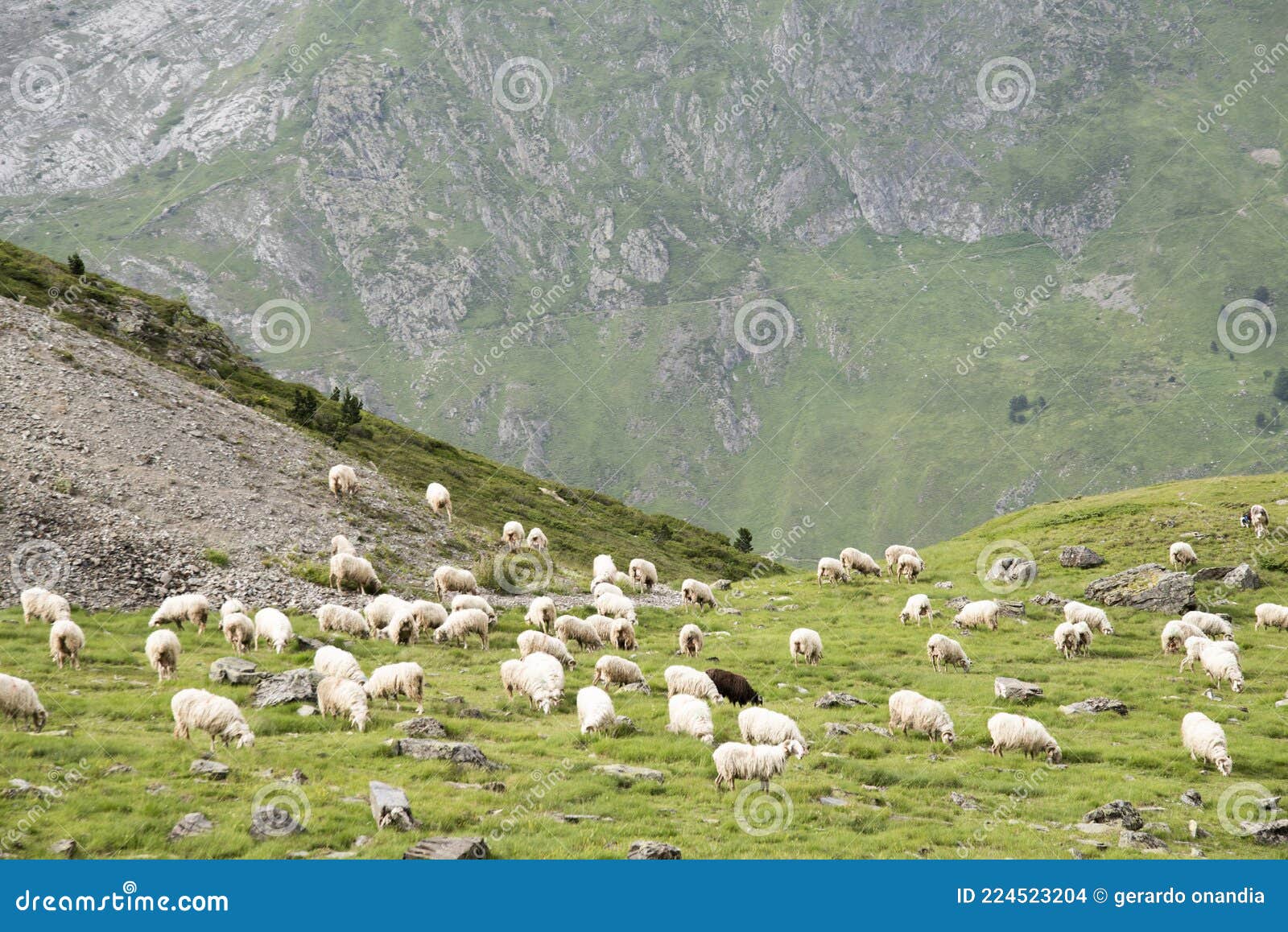 Cattle Grazing in the Meadows and Mountains of the High Aragonese ...