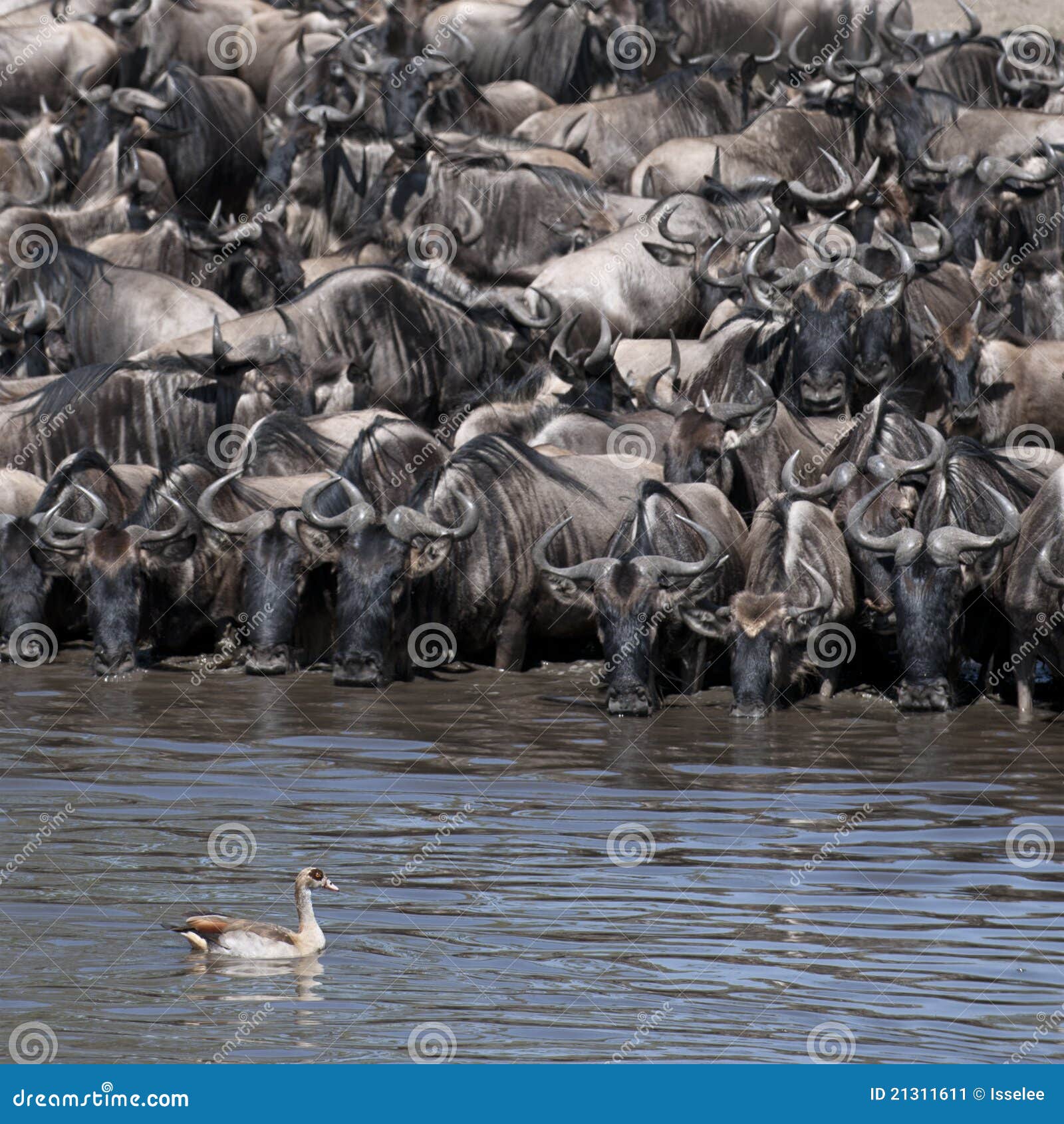 Herds of Wildebeest and Bird at the Serengeti Stock Image - Image of ...