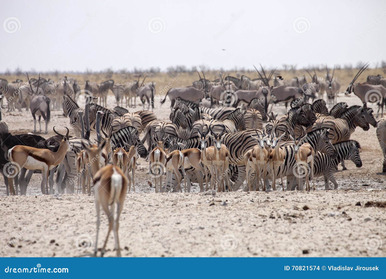 Herds of Zebra and Antelope at Waterhole Etosha, Namibia Stock Photo ...