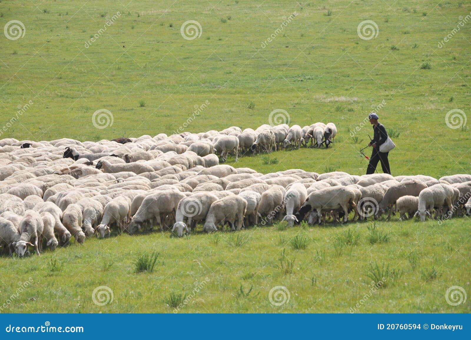 Herdsman With Sheep With Typical Nepali Hat On Head Editorial Image ...