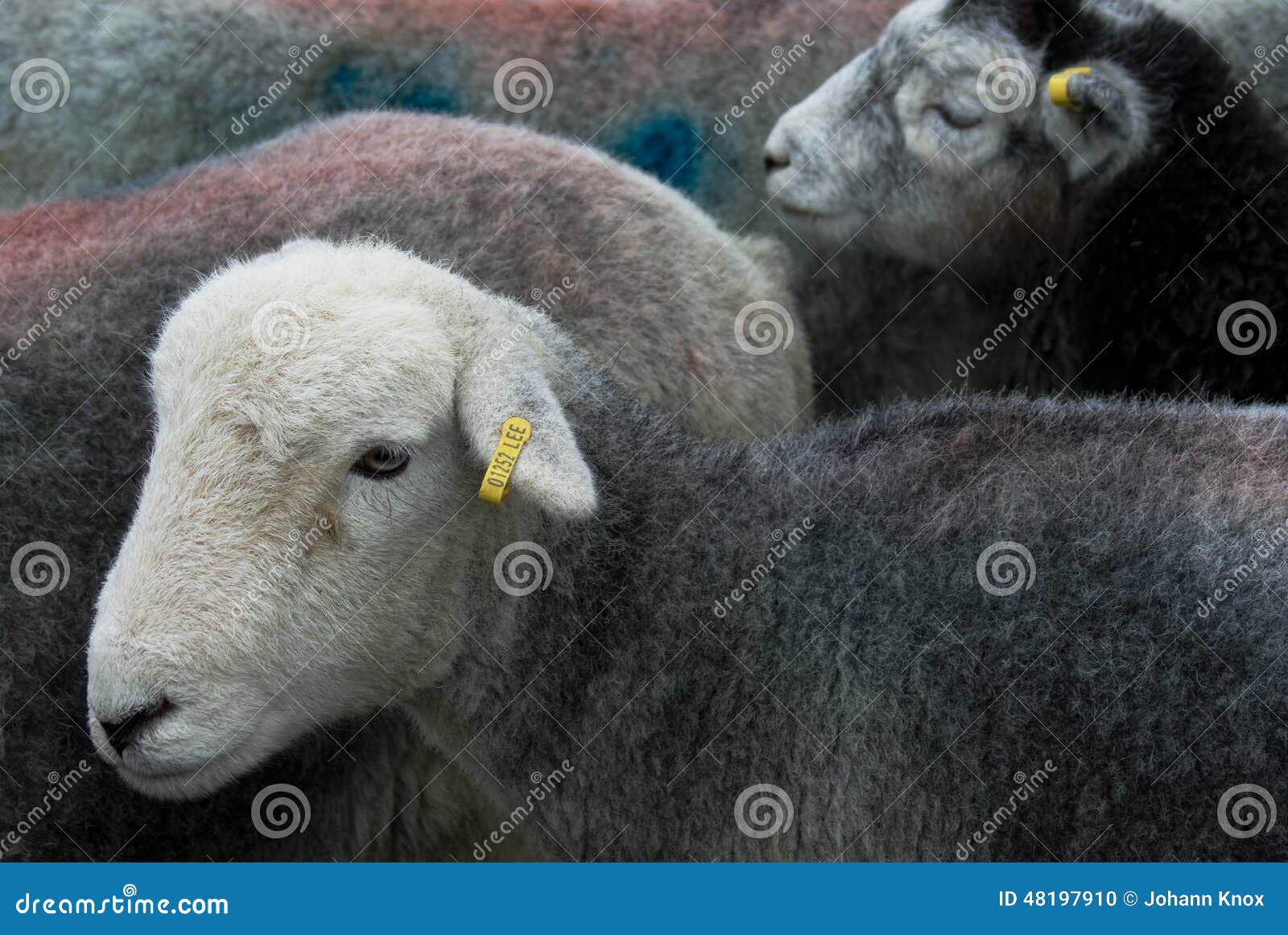 Herdwick sheep stock photo. Image of sheep, wool, herdwick - 48197910