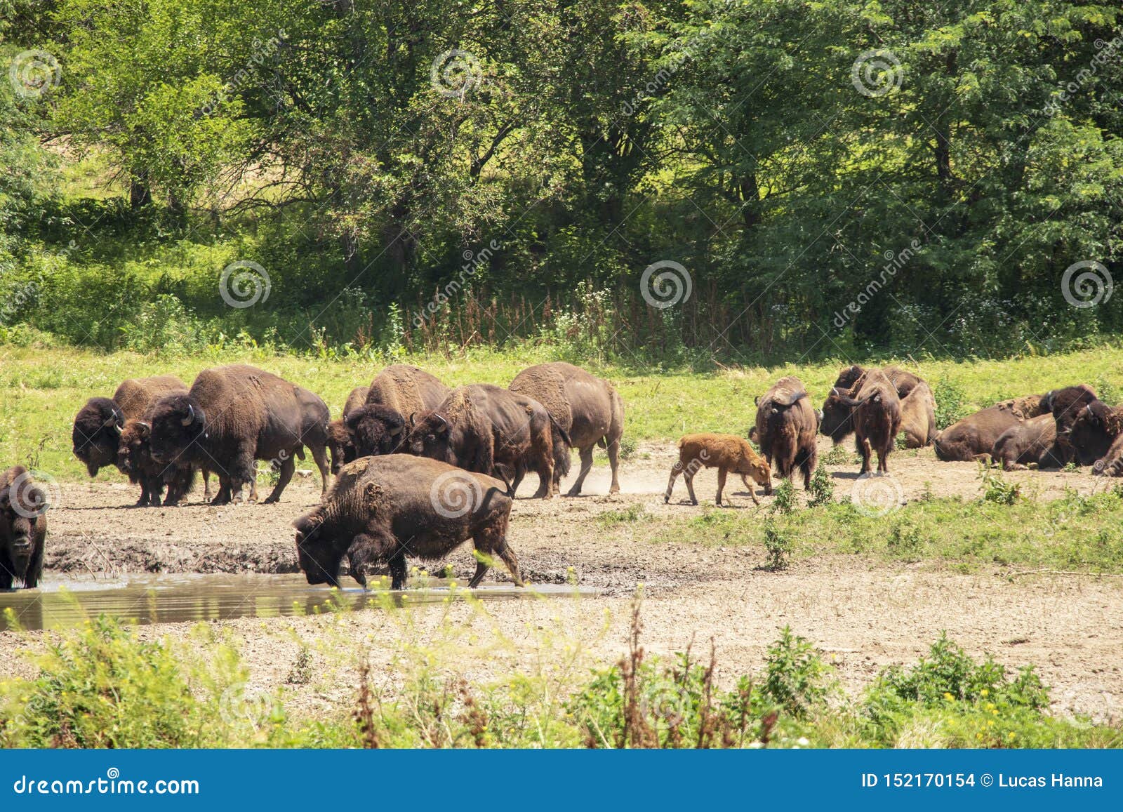 Bison Roaming on the Open Range Stock Photo - Image of group, mammal ...