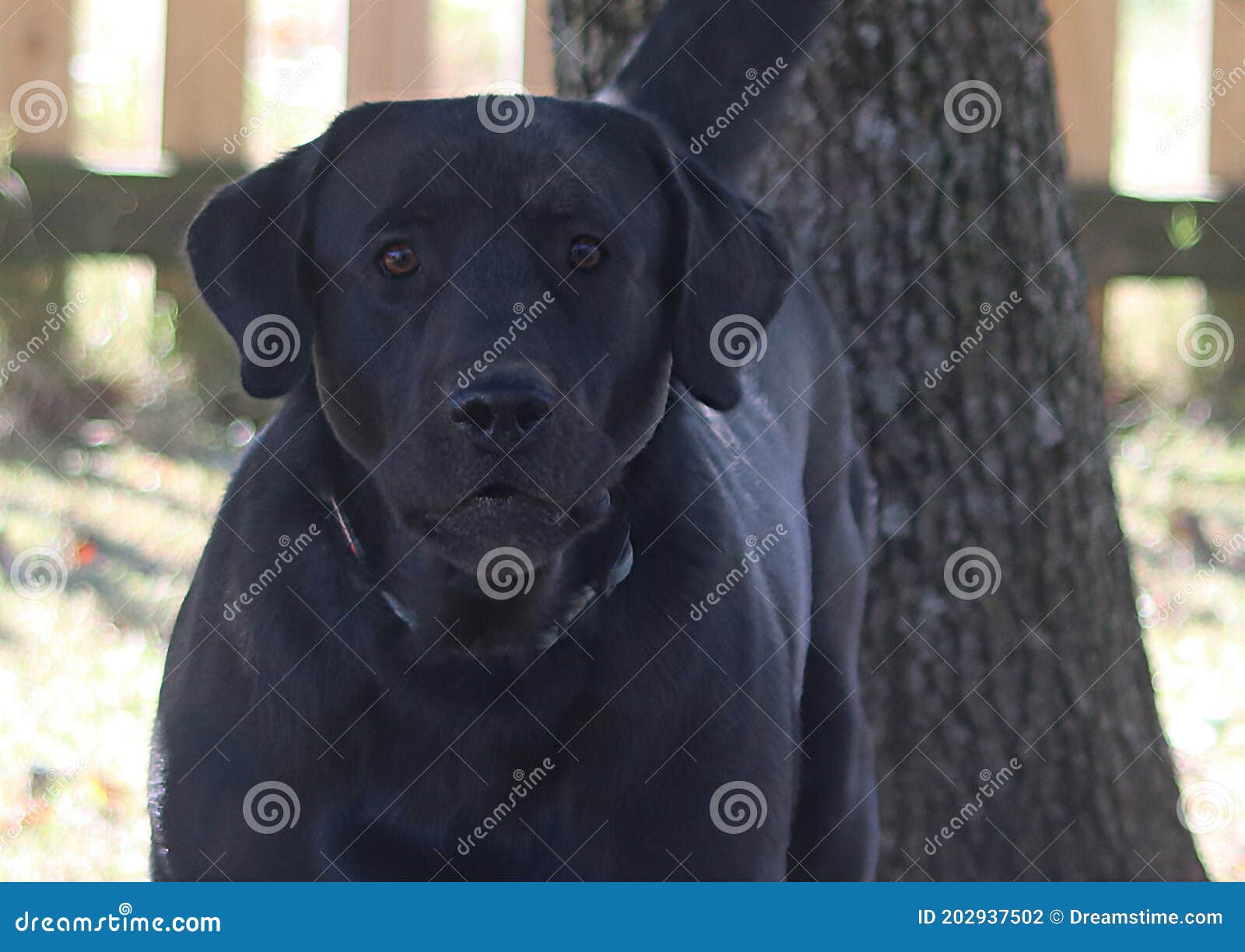 Black Labrador Retriever by a Tree Stock Photo - Image of retriever ...