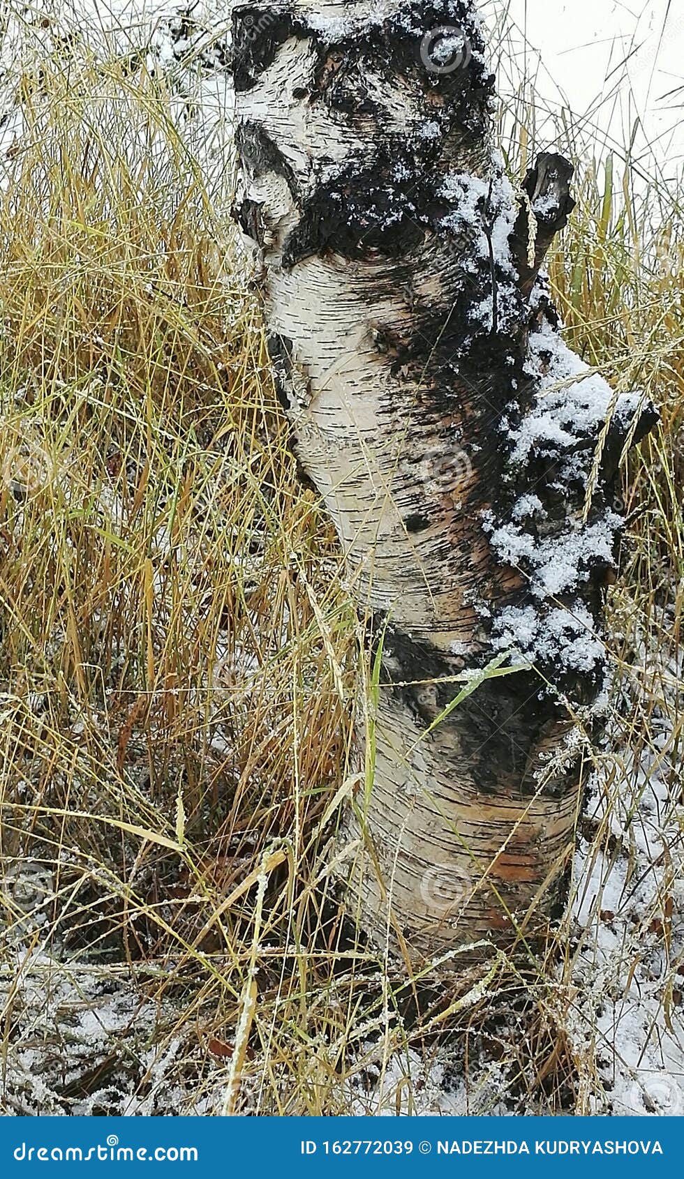 Here Comes Winter but Spring Will Come Soon Stock Image - Image of ...