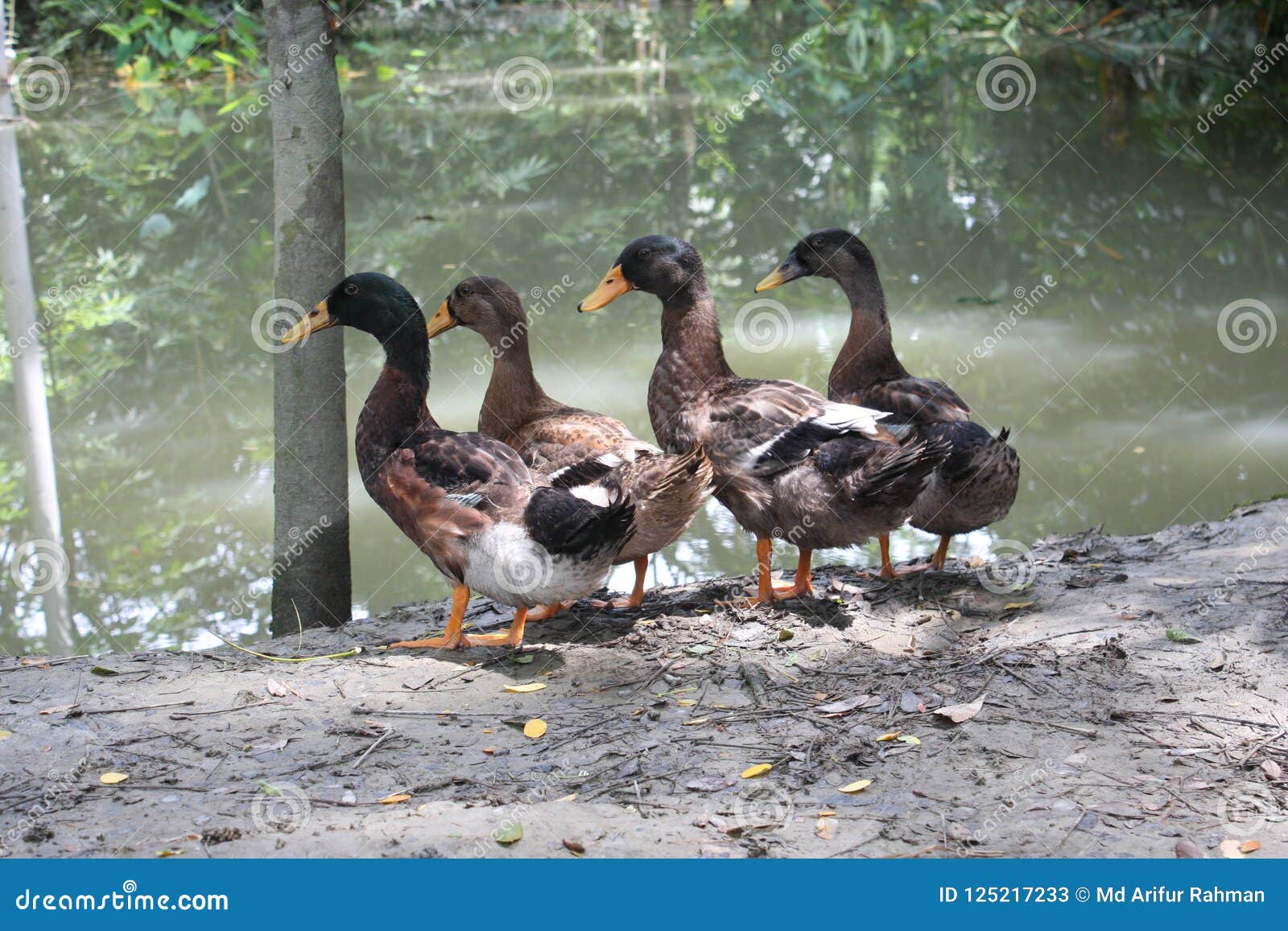Four Ducks on the Ground beside Water Stock Image - Image of ground ...