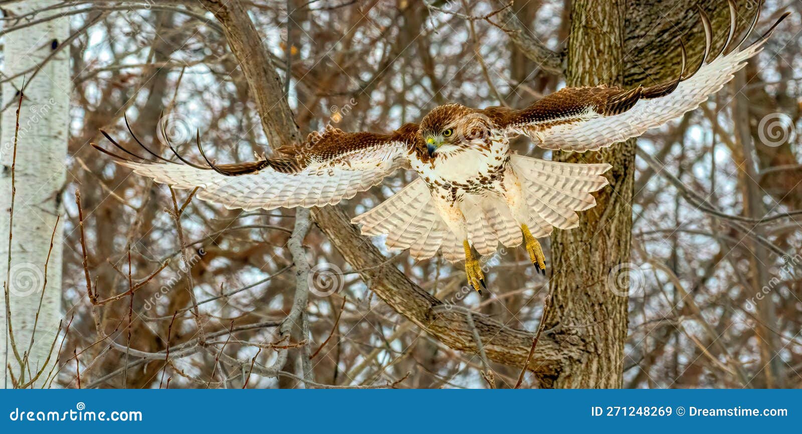 A Red Tailed Hawkin Flight Showing Off it S Feathers. Stock Image ...