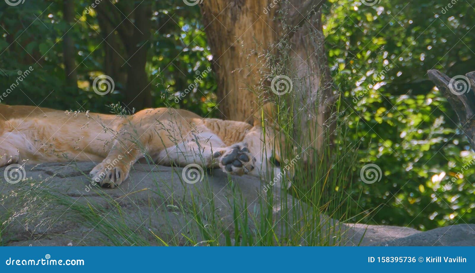 Resting Panther in the Jungle. Stock Photo - Image of sleep, africa ...