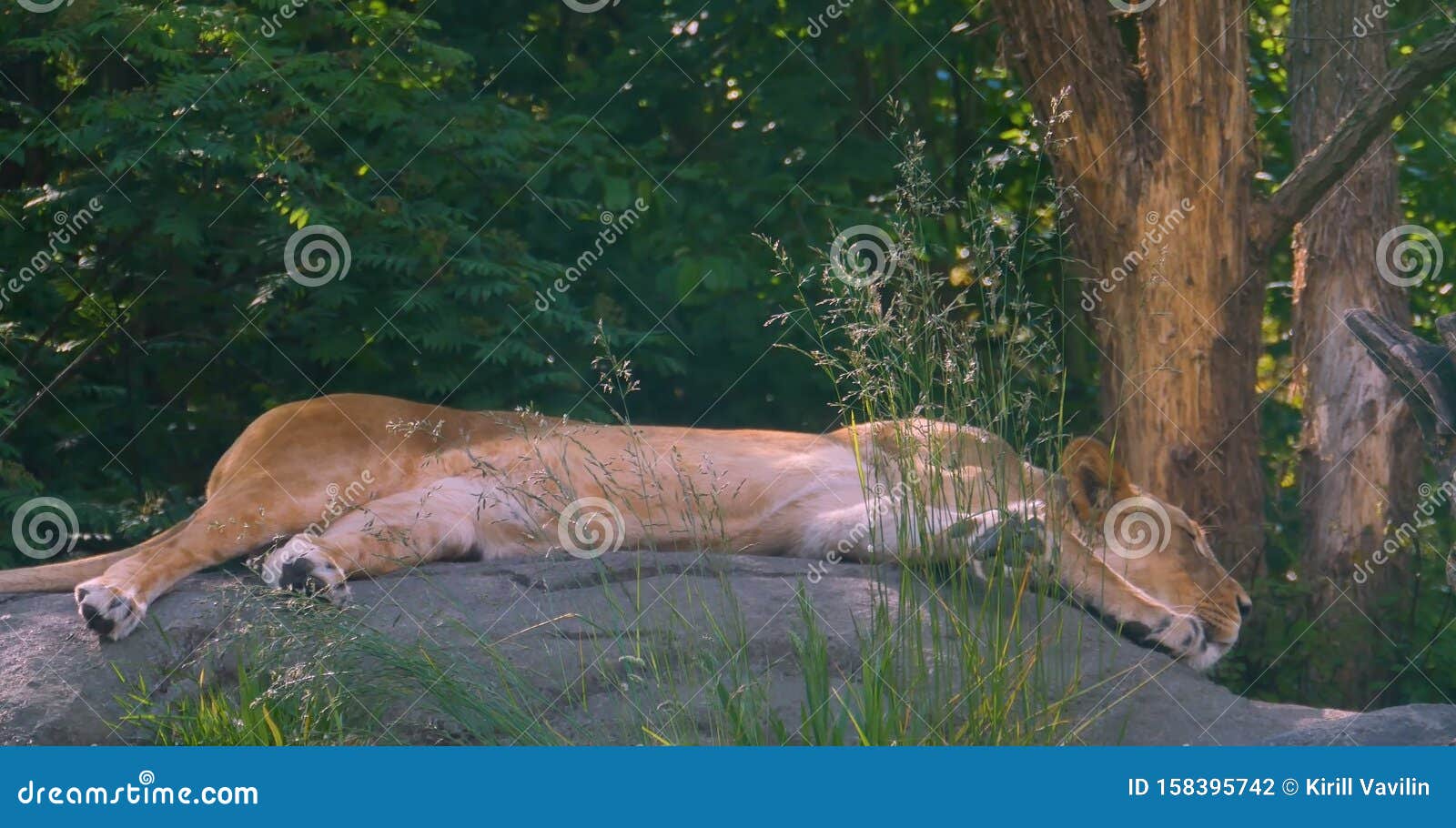 Resting Panther in the Jungle. Stock Photo - Image of shadow, danger ...