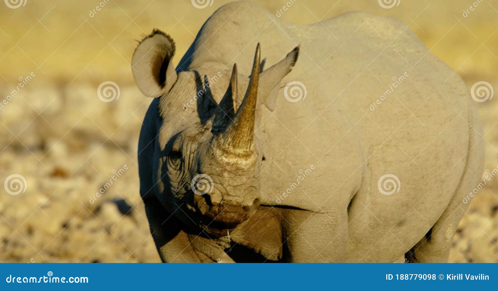Rhino with a sharp nose. stock photo. Image of namibia - 188779098