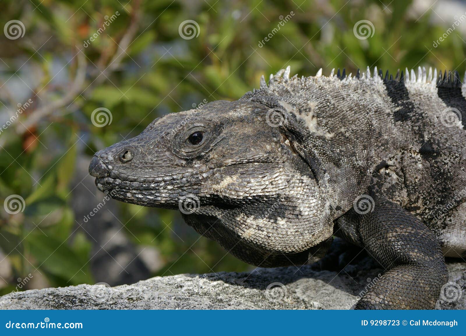 Here lizard stock image. Image of oceans, nature, travel - 9298723
