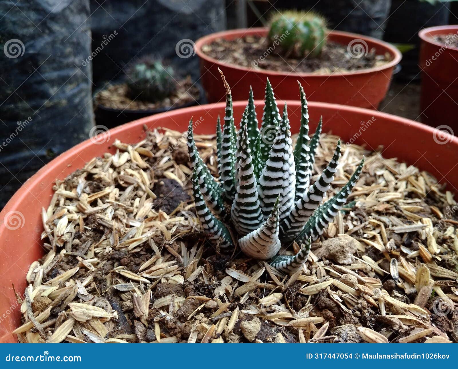 Mini Succulents Cactus In Desert Royalty-Free Stock Image ...