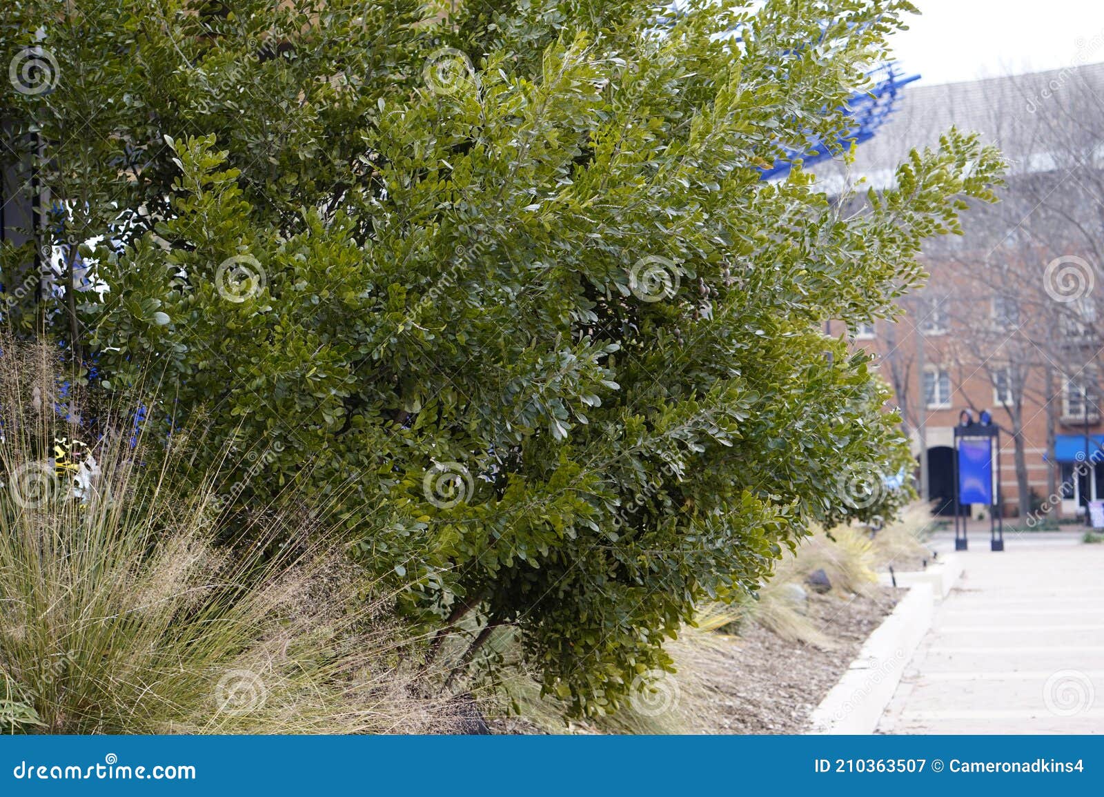 Some Generic Vegetation 3 stock image. Image of nature - 210363507