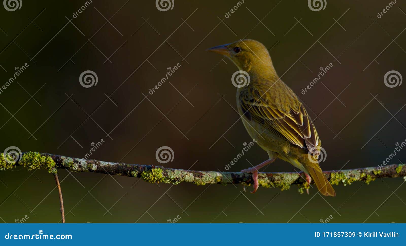 Beautiful Bird in the Fresh Air. Stock Image - Image of beautiful ...