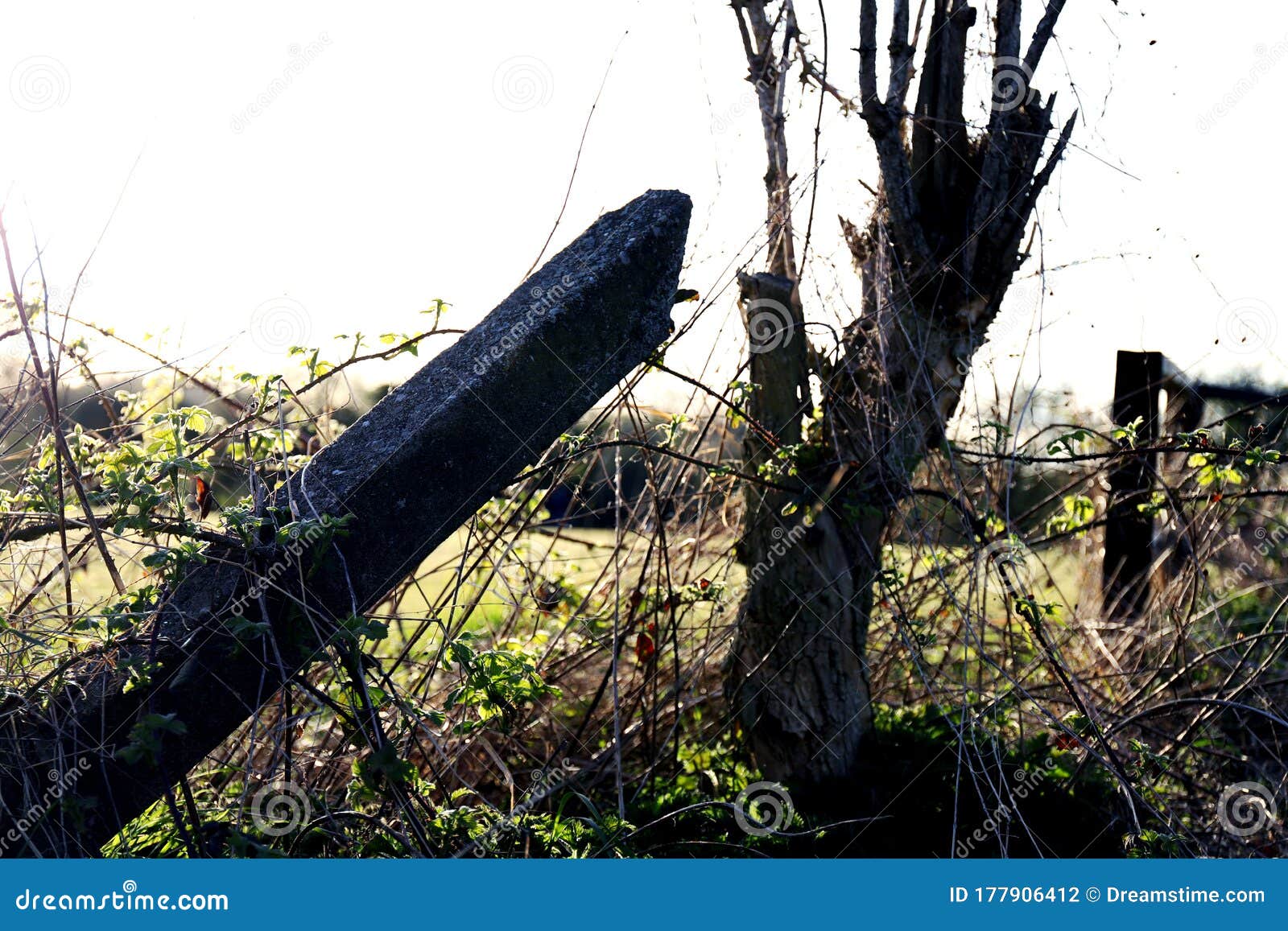 Fallen Concrete Post stock photo. Image of strawberry - 177906412