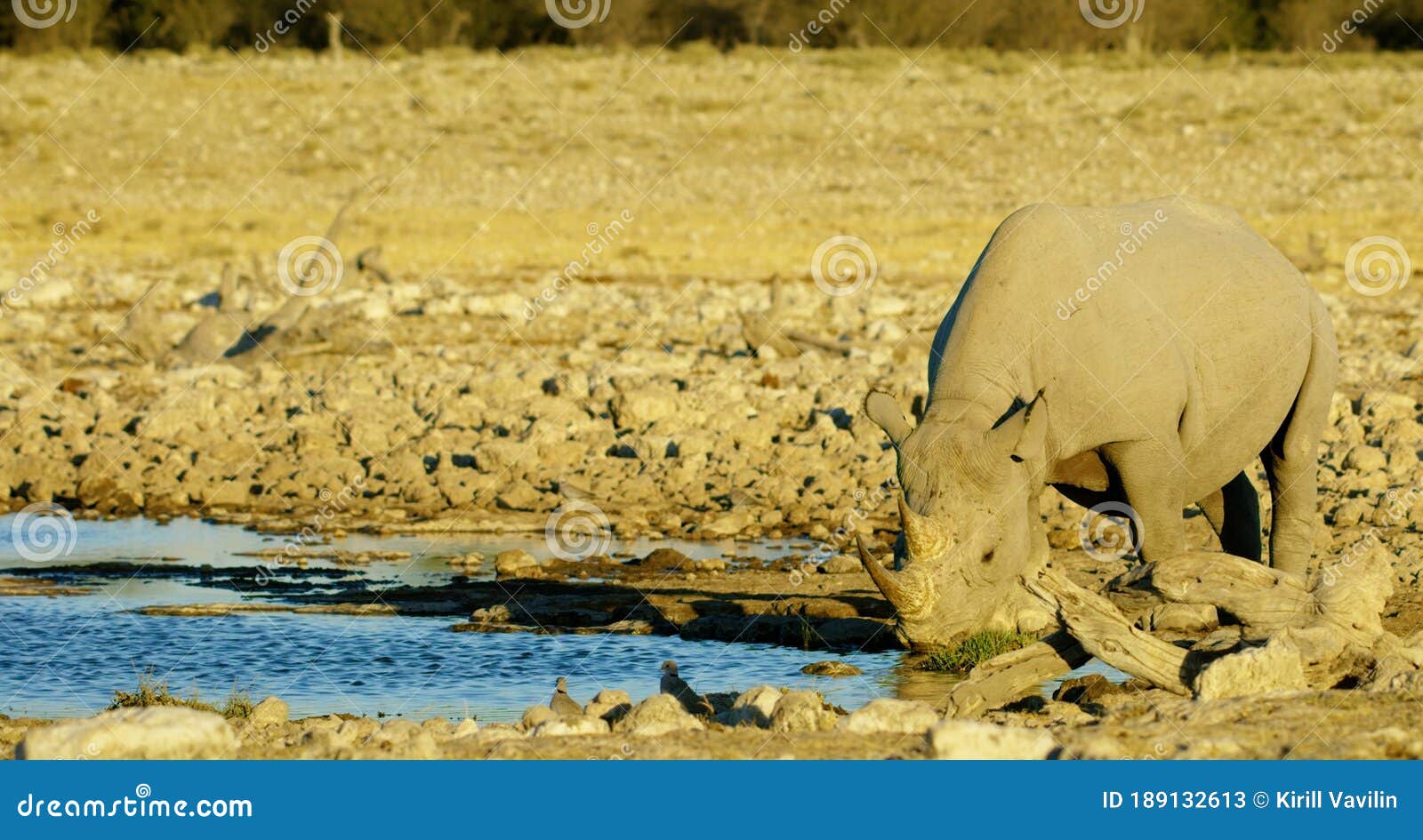 Rhino with a sharp nose. stock image. Image of zoology - 189132613