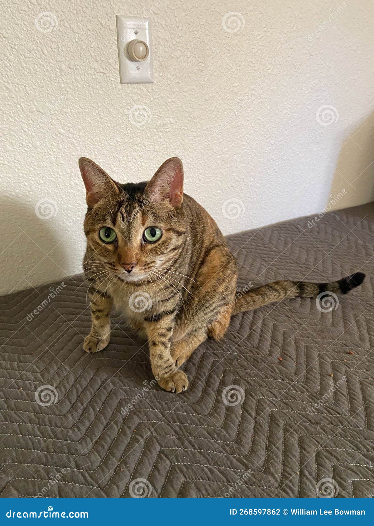 Here`s Looking at You, Cat stock photo. Image of green - 268597862