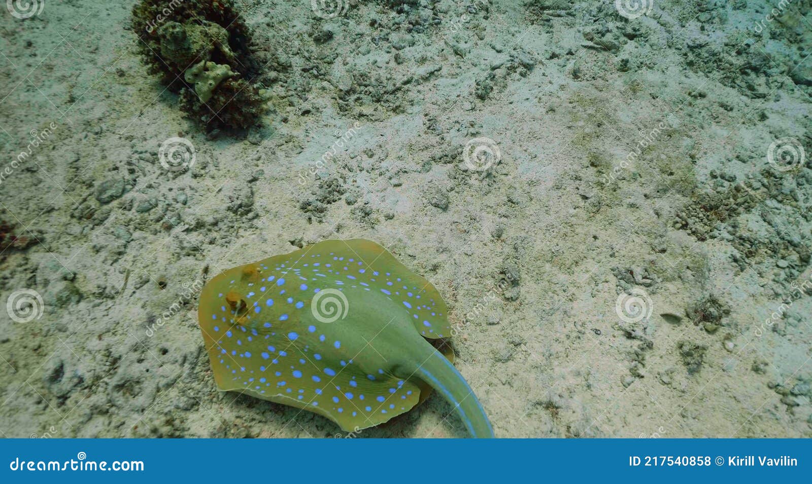 Nice Location at the Depth of the Sea. Stock Photo - Image of life ...