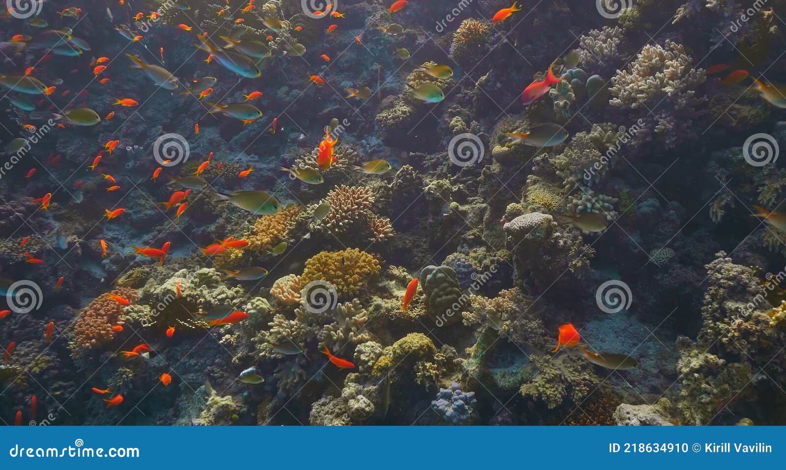 Nice Location at the Depth of the Sea. Stock Photo - Image of botany ...