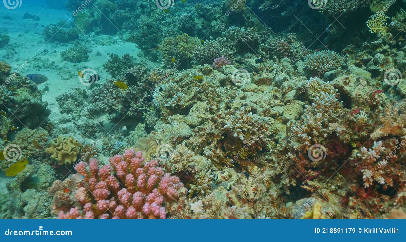 Nice Location at the Depth of the Sea. Stock Image - Image of beautiful ...