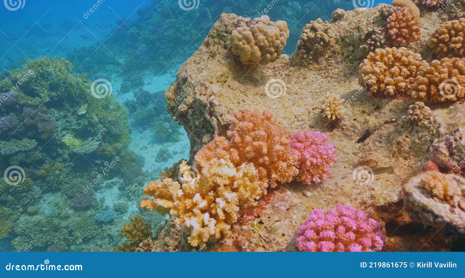 Nice Location at the Depth of the Sea. Stock Image - Image of beauty ...